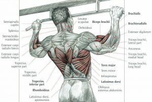 How to Do Pull Ups - Hoyles Fitness - Personal Trainer Blog - Fitness Blog